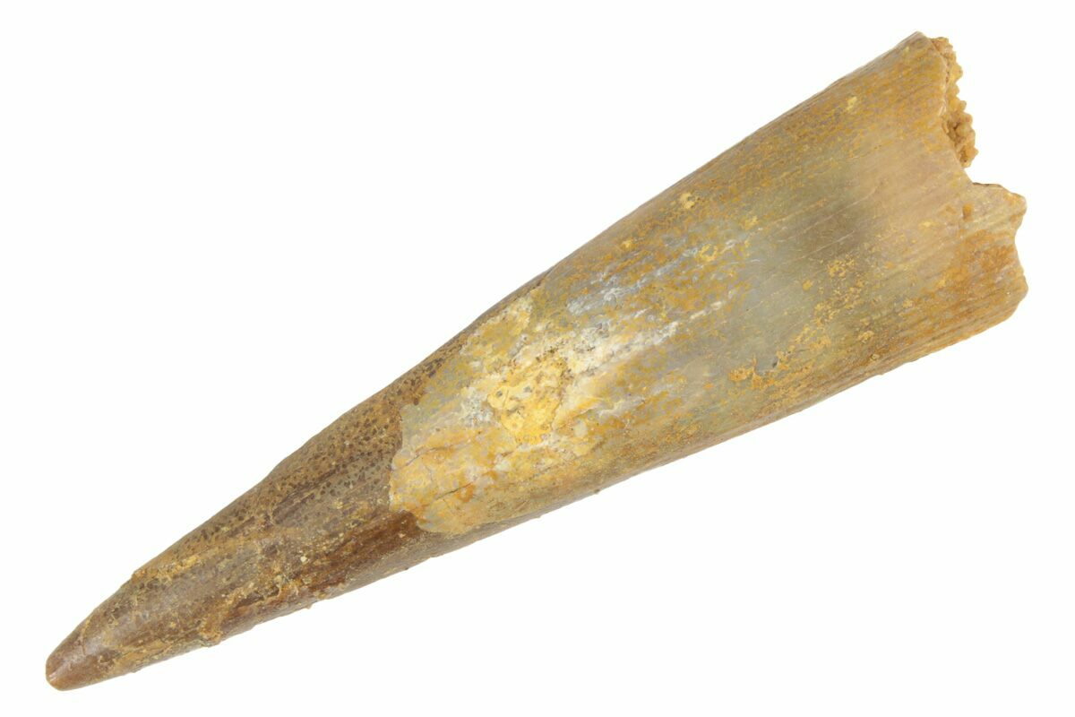 1.6" Fossil Pterosaur (Siroccopteryx) Tooth - Morocco (#235029) For ...