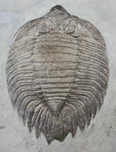 Trilobites For Sale - FossilEra.com