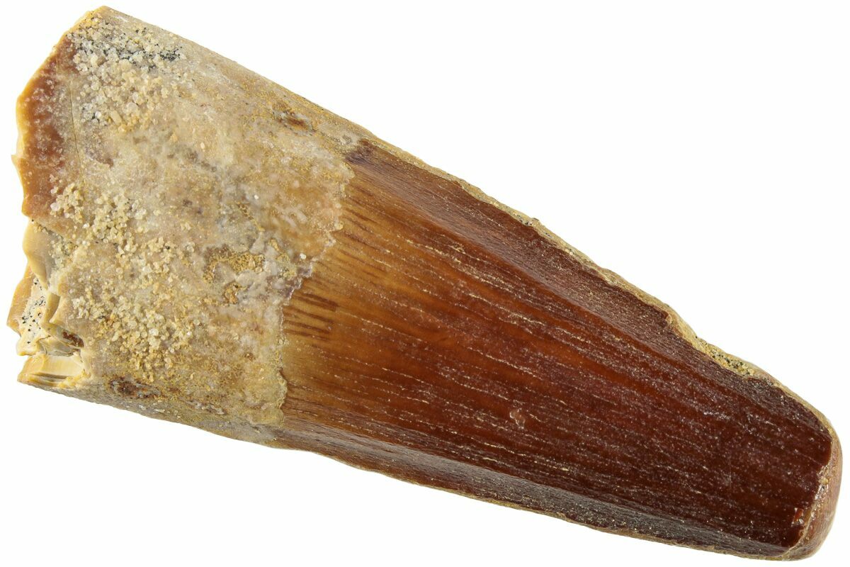 1.85" Fossil Spinosaurus Tooth - Real Dinosaur Tooth (#235108) For Sale ...