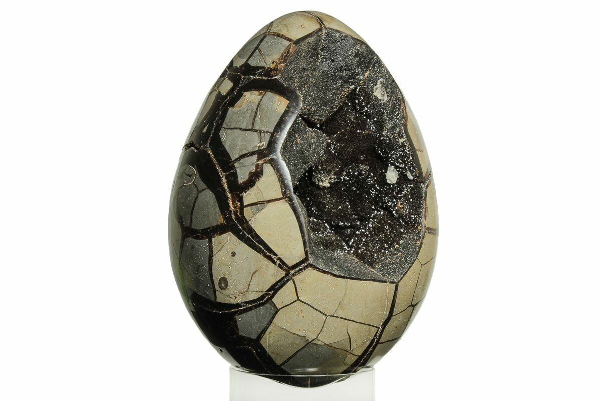 8" Septarian "Dragon Egg" Geode - Black Crystals (#235341) For Sale ...