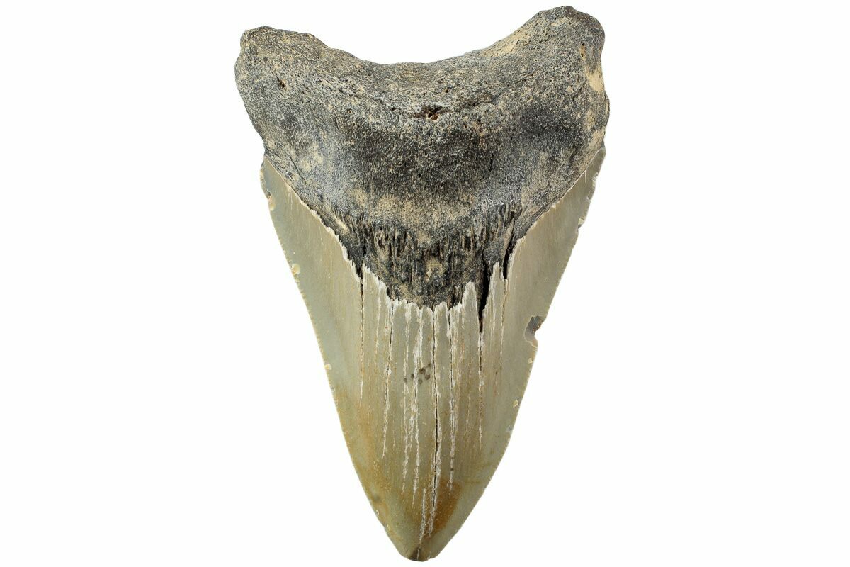 Serrated, 3.82" Fossil Megalodon Tooth - North Carolina (#235460) For ...