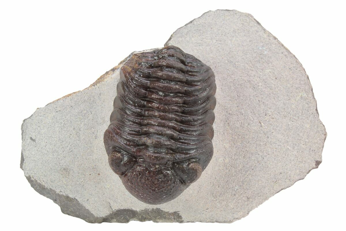 1.7" Red Morocops Trilobite - Zerig, Morocco (#235652) For Sale ...
