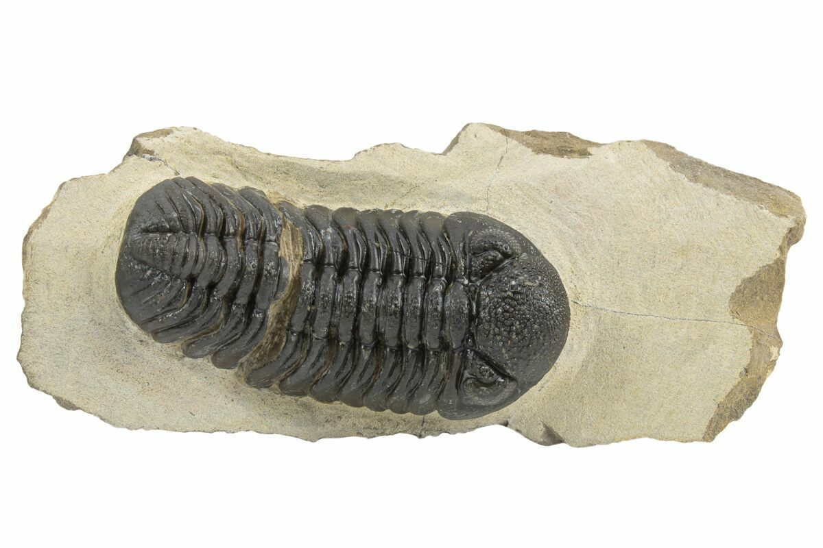 2.4" Phacopid (Morocops) Trilobite - Foum Zguid, Morocco (#235689) For ...
