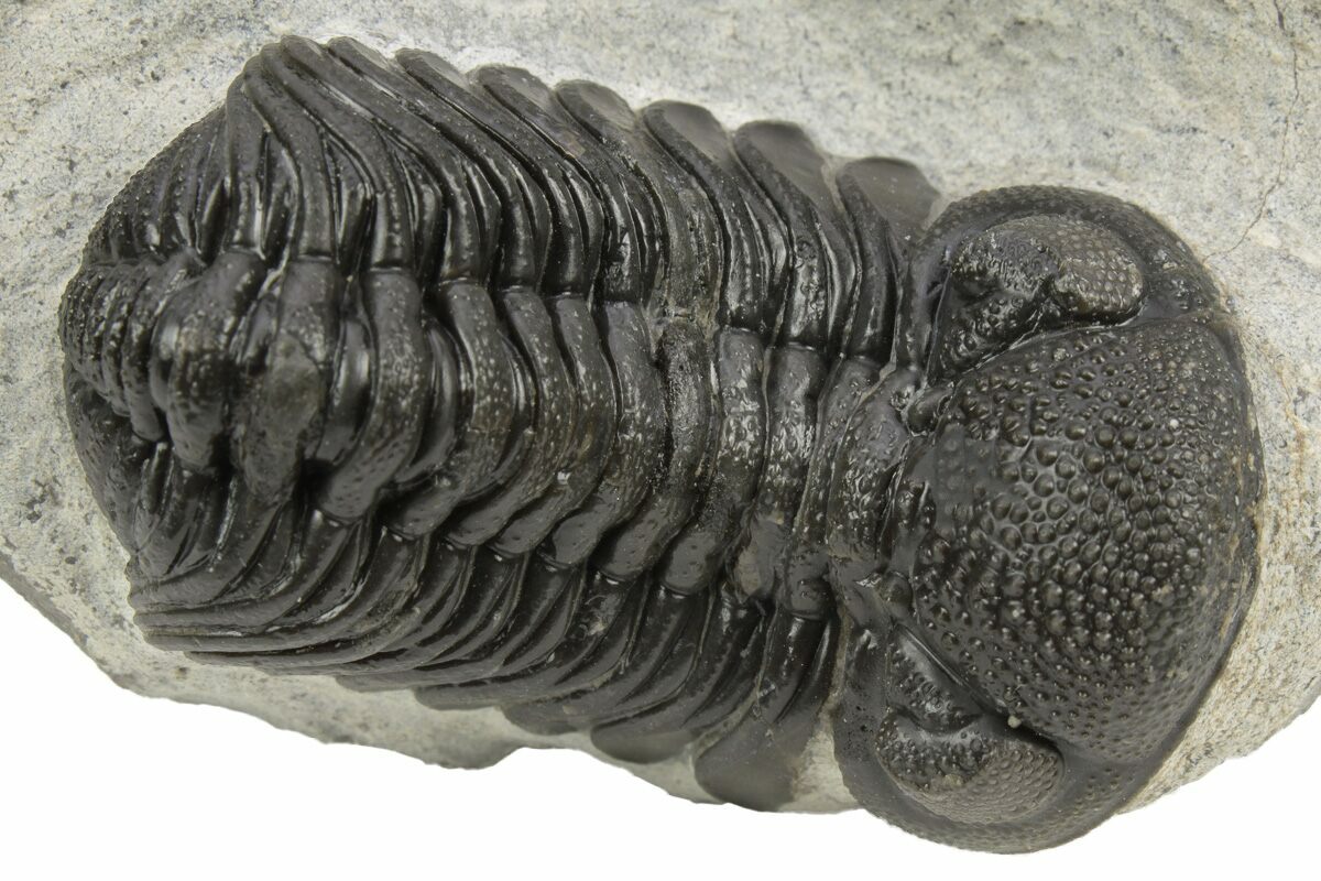 2.3" Detailed Morocops Trilobite - Ofaten, Morocco (#235695) For Sale ...