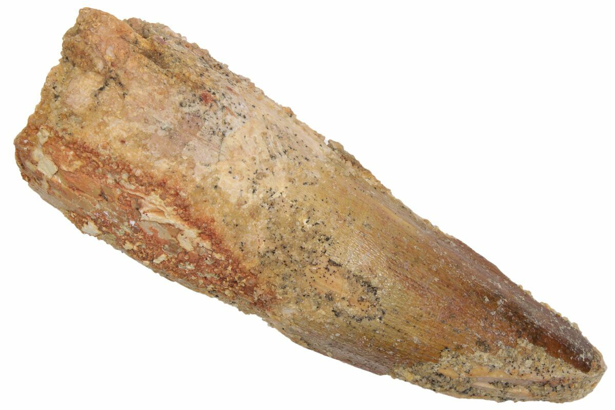 2.22" Fossil Spinosaurus Tooth - Real Dinosaur Tooth (#235832) For Sale ...