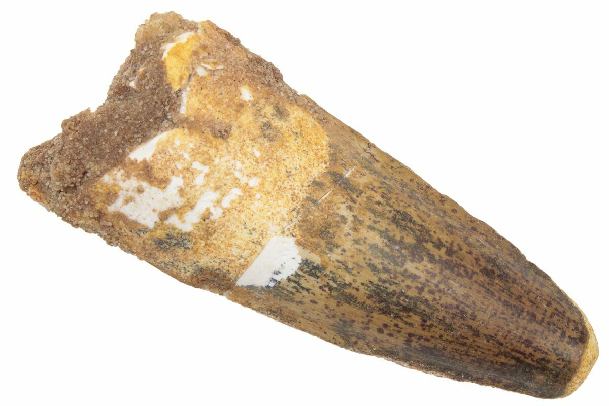 2.2" Fossil Spinosaurus Tooth - Real Dinosaur Tooth (#235862) For Sale ...