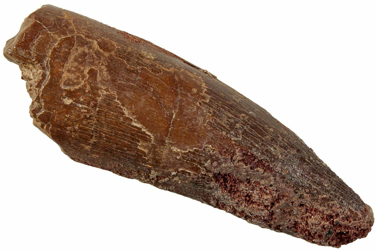 1.9" Fossil Spinosaurus Tooth - Real Dinosaur Tooth (#235918) For Sale ...
