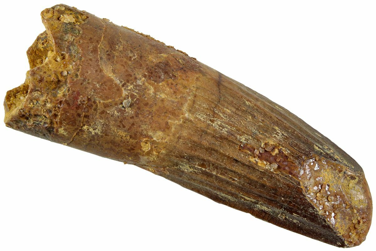1.9" Fossil Spinosaurus Tooth - Real Dinosaur Tooth (#235896) For Sale ...