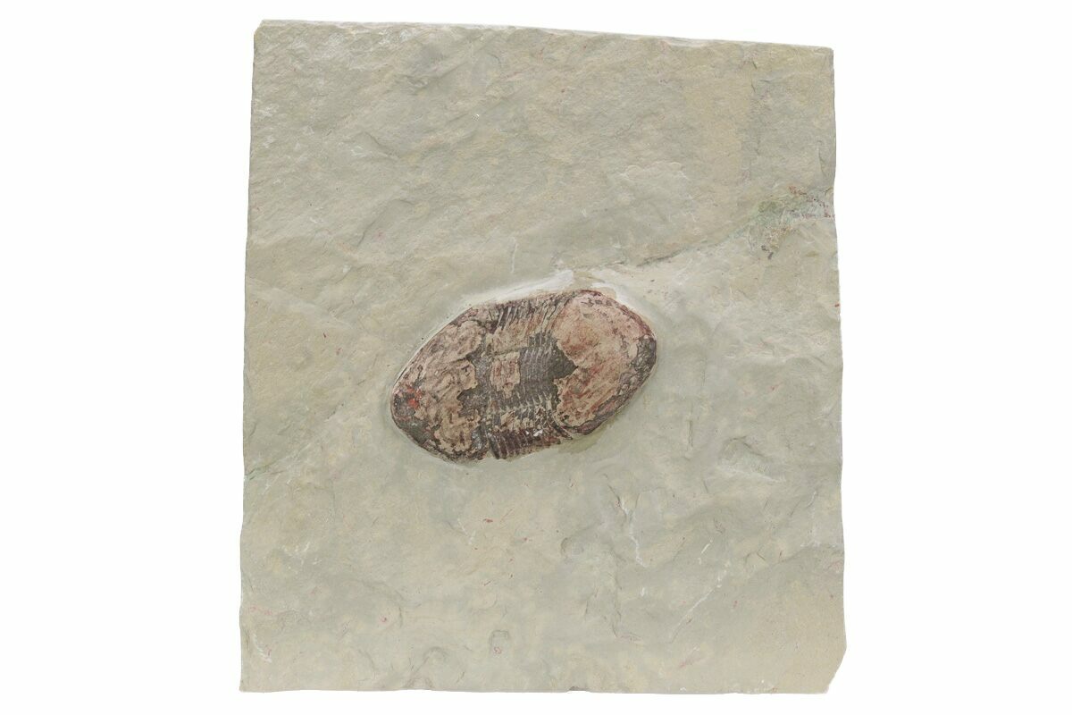 2.1" Undescribed Illaenid Trilobite - Timerzit, Morocco (#235785) For ...