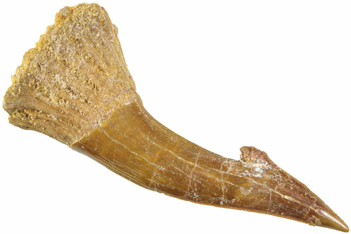 3.2" Fossil Sawfish (Onchopristis) Rostral Barb - Morocco (#236104) For ...