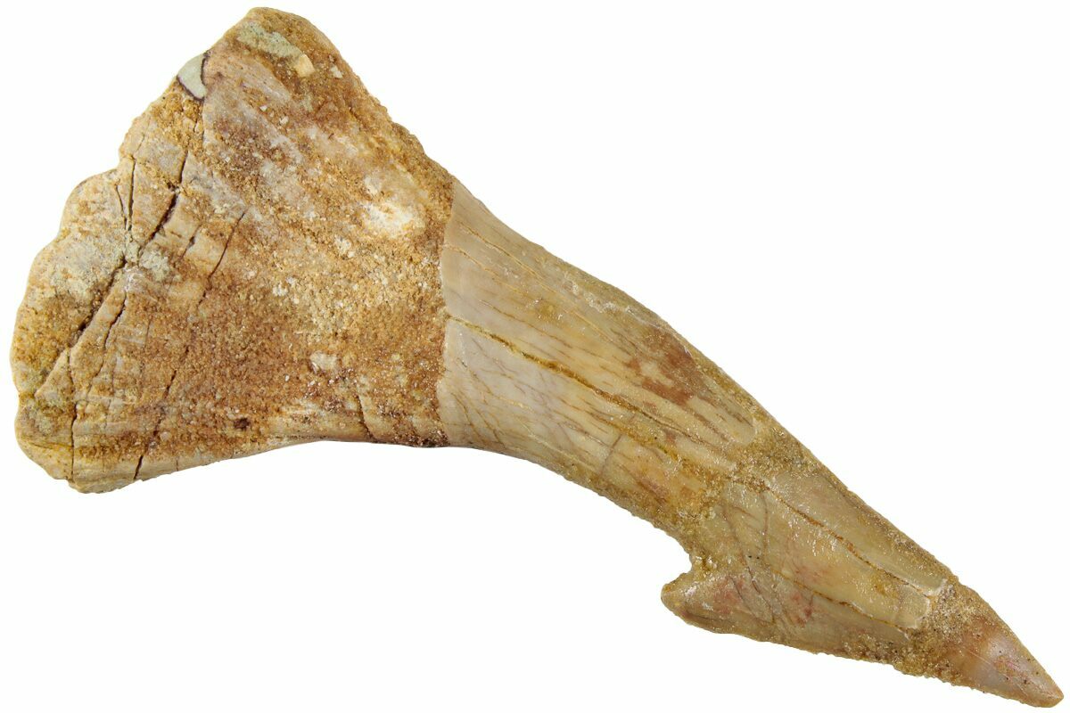 2.4" Fossil Sawfish (Onchopristis) Rostral Barb - Morocco (#236113) For ...