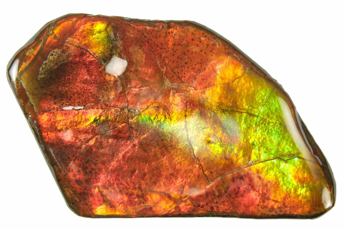 2" Iridescent Ammolite (Fossil Ammonite Shell) - Alberta, Canada ...