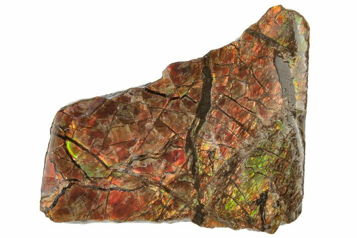 1.4" Fiery Red Ammolite (Fossil Ammonite Shell) - Alberta (#236424) For ...