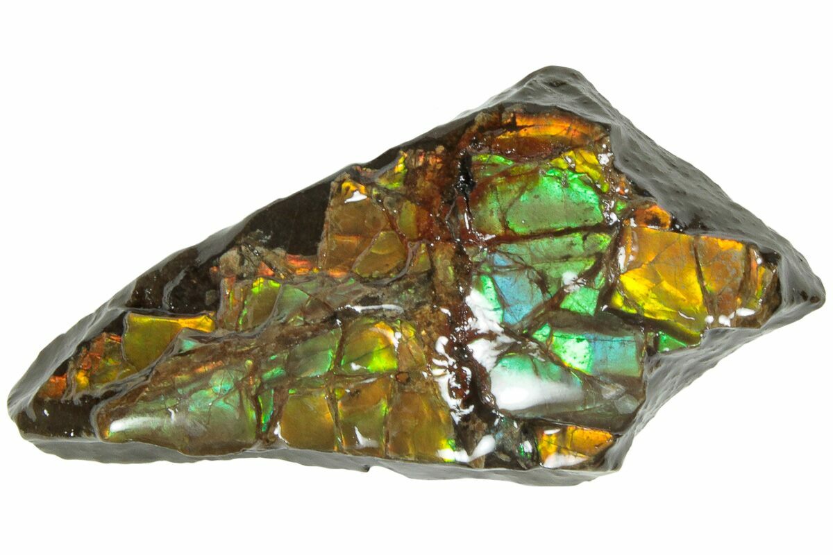 1.46" Iridescent Ammolite (Fossil Ammonite Shell) - Alberta (#236436 ...