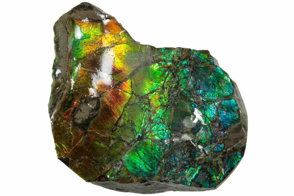 1.35" Rainbow-Colored Ammolite (Fossil Ammonite Shell) - Alberta ...