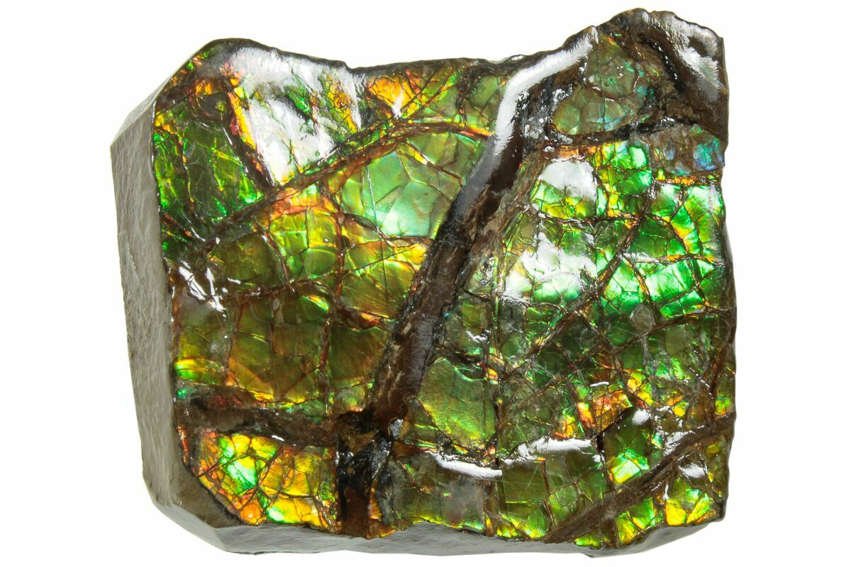 1.5" Rainbow-Colored Ammolite (Fossil Ammonite Shell) - Alberta ...