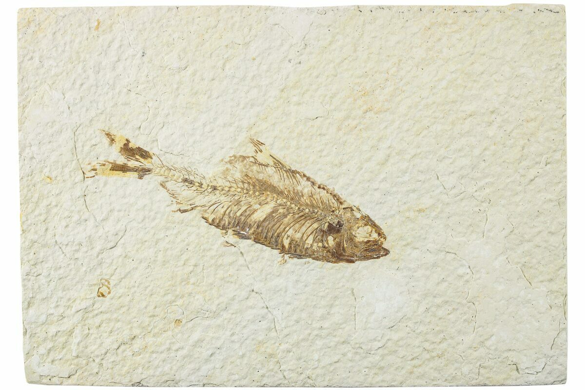 2.9" Detailed Fossil Fish (Knightia) - Wyoming (#236575) For Sale ...