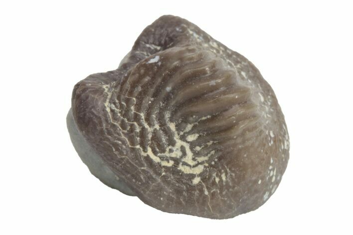 .31" Fossil Crusher Shark (Ptychodus) Tooth - Kansas (#218619) For Sale ...
