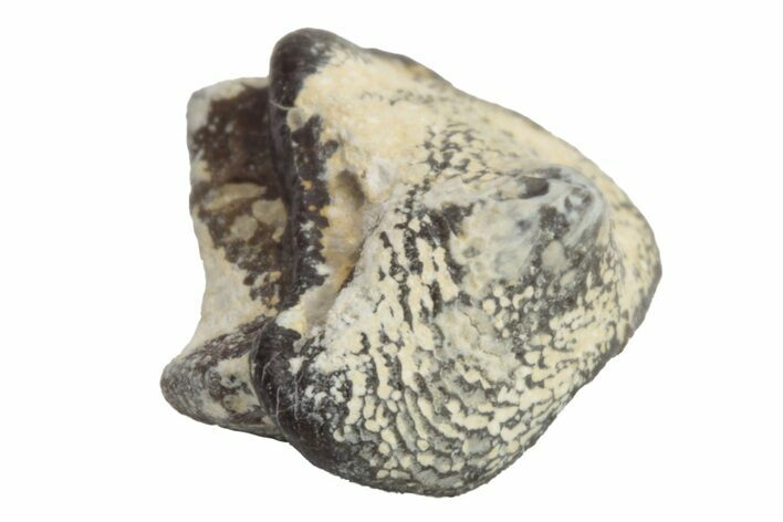 .41" Fossil Crusher Shark (Ptychodus) Tooth - Kansas (#218625) For Sale ...