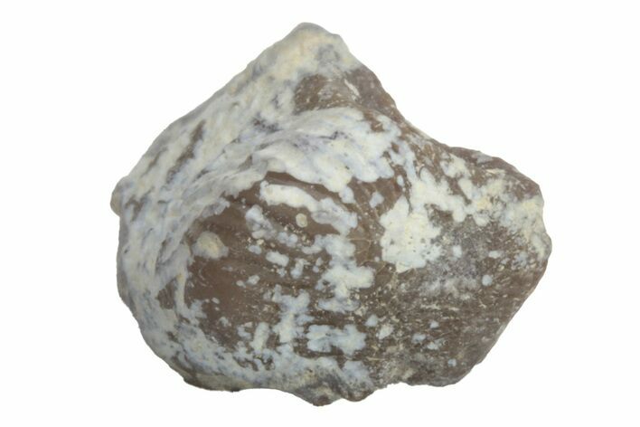 .35" Fossil Crusher Shark (Ptychodus) Tooth - Kansas (#218627) For Sale ...