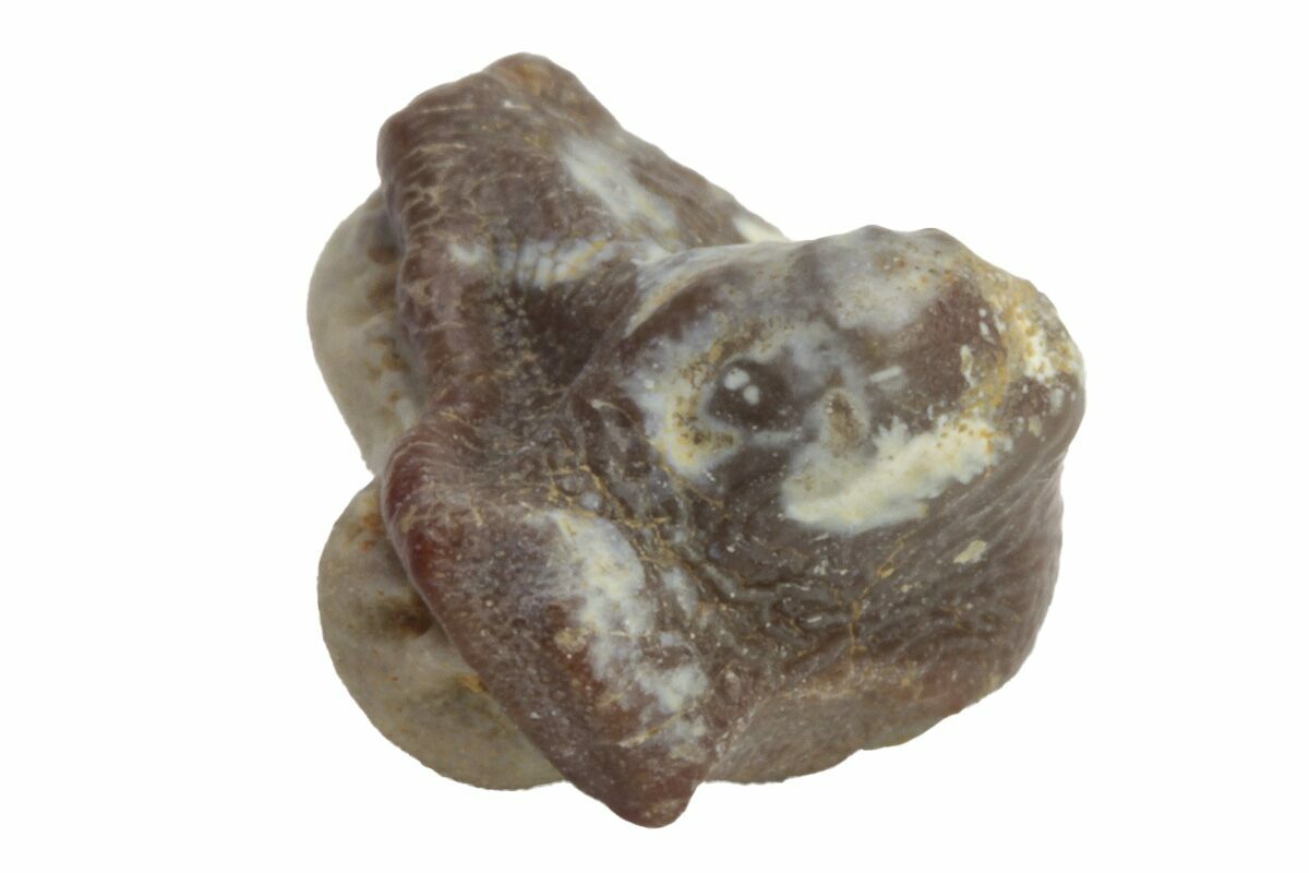 .32" Fossil Crusher Shark (Ptychodus) Tooth - Kansas (#218634) For Sale ...