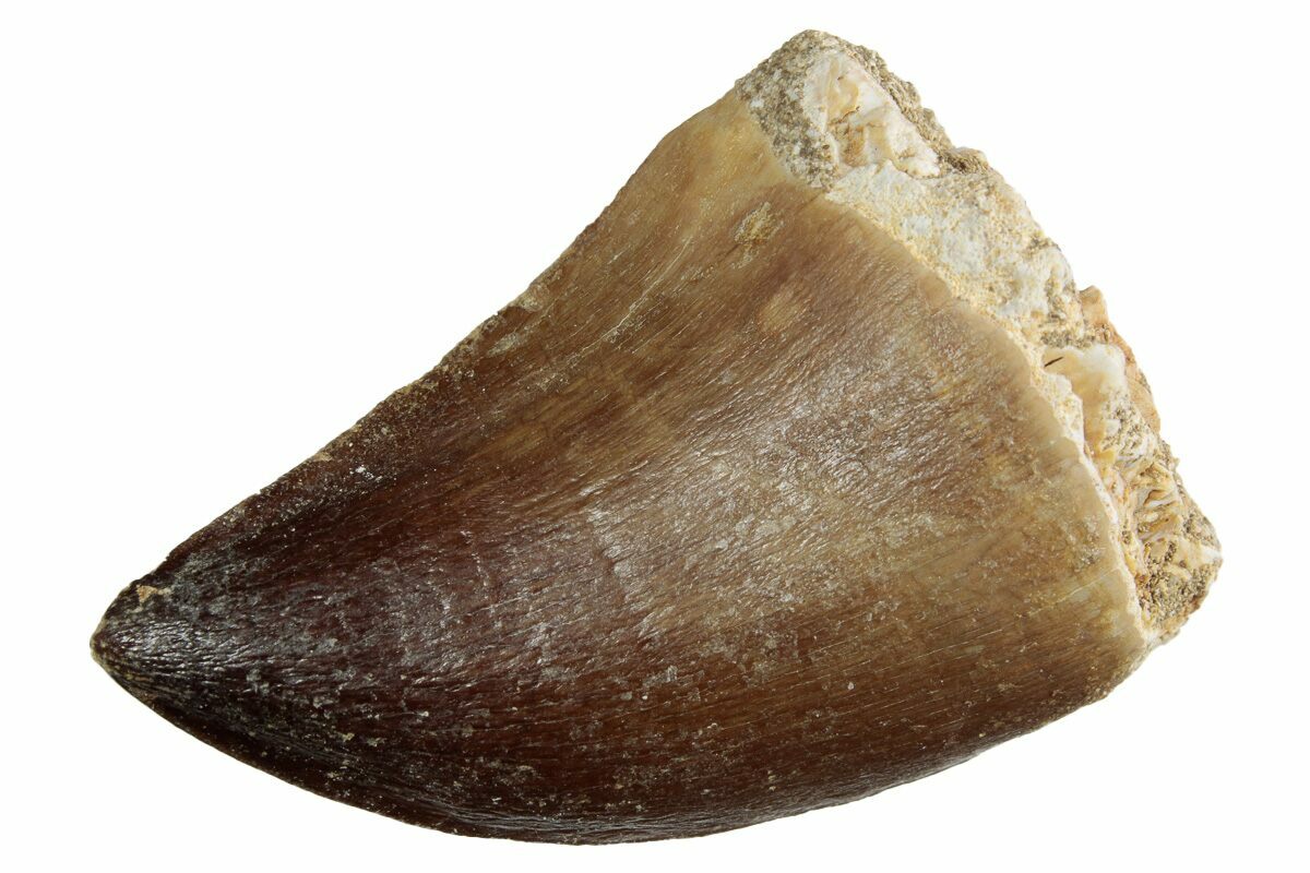 1.8" Fossil Mosasaur (Prognathodon) Tooth - Morocco (#237113) For Sale ...