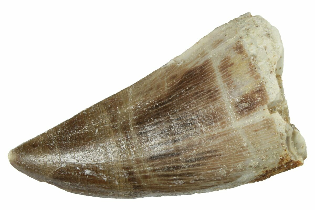 1.7" Fossil Mosasaur (Prognathodon) Tooth - Morocco (#237172) For Sale ...