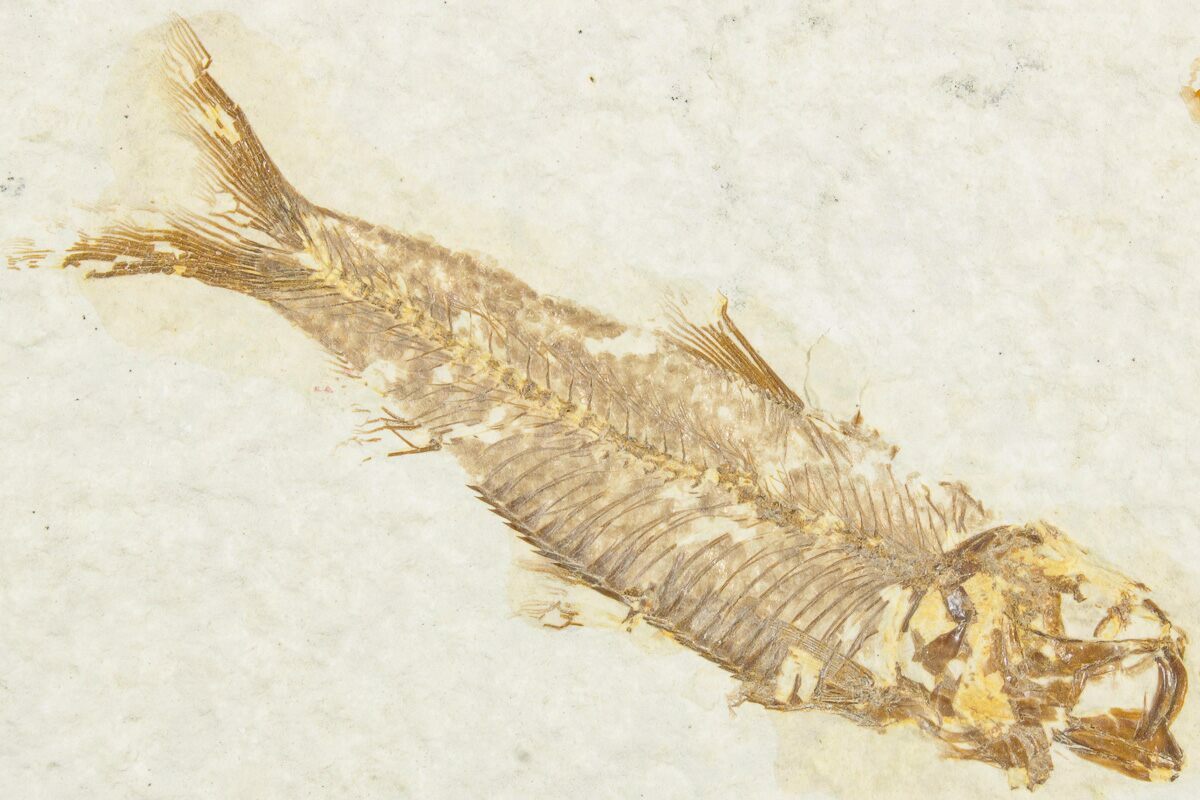 2.4" Fossil Fish (Knightia) - Green River Formation (#237203) For Sale ...