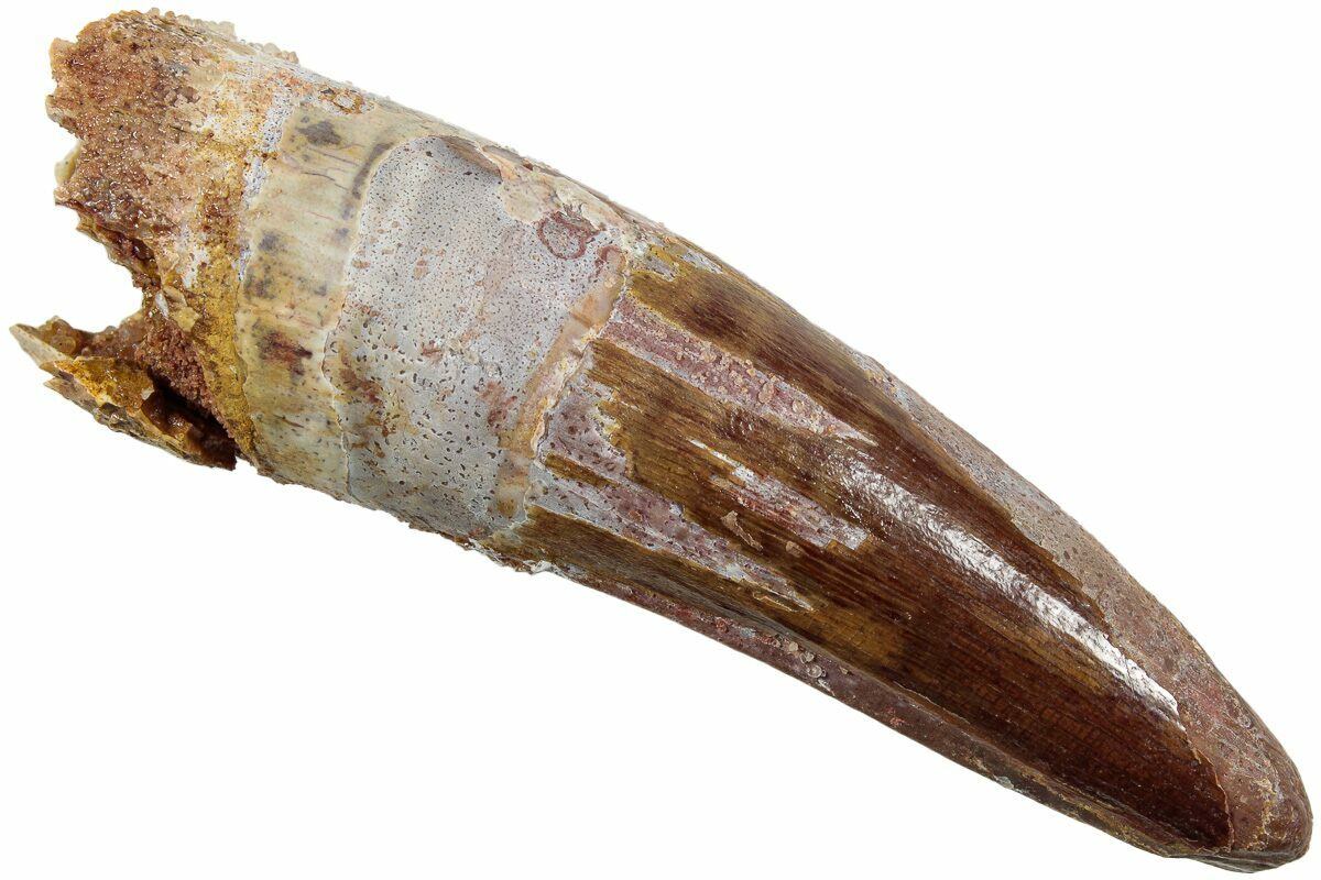 3" Fossil Spinosaurus Tooth - Real Dinosaur Tooth (#237367) For Sale ...