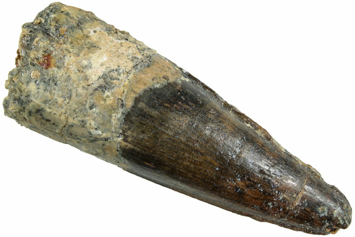 2.06" Fossil Spinosaurus Tooth - Real Dinosaur Tooth (#237373) For Sale ...