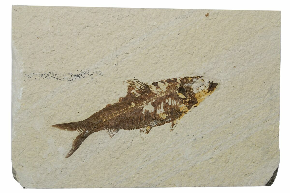 4.2" Fossil Fish (Knightia) - Green River Formation (#237223) For Sale ...