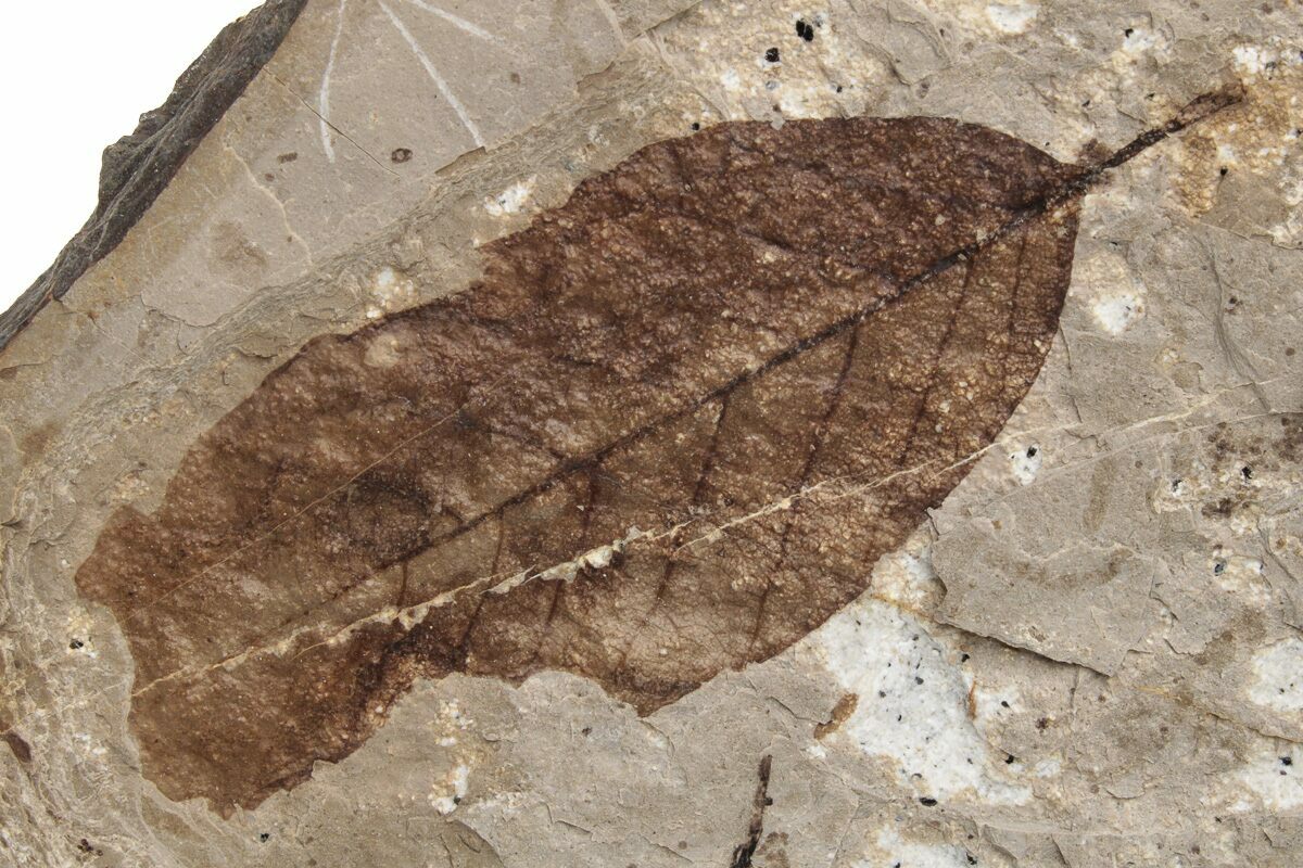 2.4" Fossil Leaf (Fagus sp.) - McAbee, BC (#237732) For Sale ...