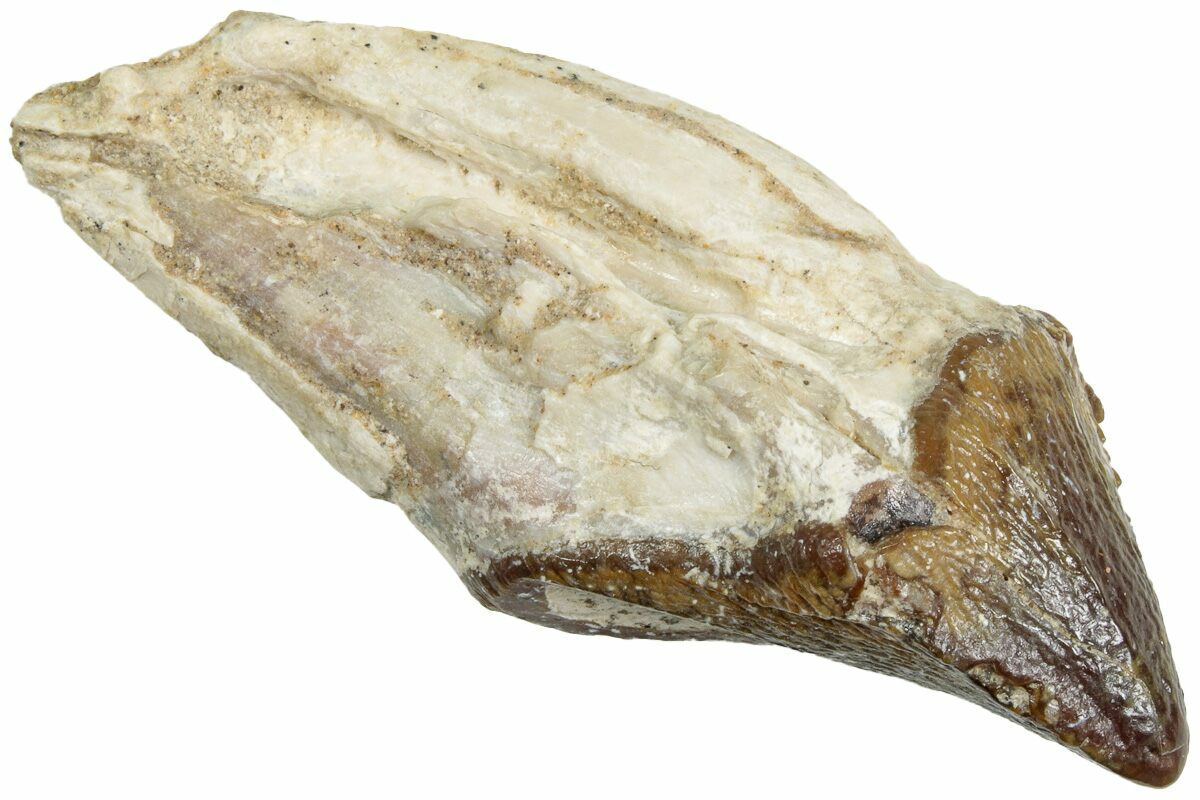 2.5" Fossil Primitive Whale (Pappocetus) Tooth - Morocco (#238040) For ...