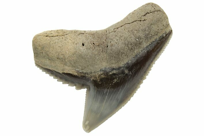 1.2" Fossil Tiger Shark (Galeocerdo) Tooth - Aurora, NC (#237991) For ...