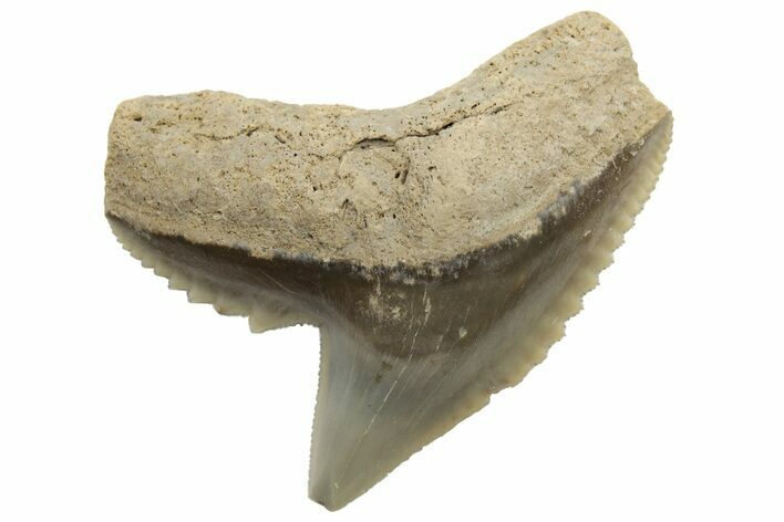 1.1" Fossil Tiger Shark (Galeocerdo) Tooth - Aurora, NC (#238001) For ...
