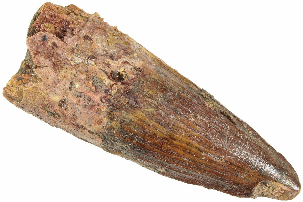 2.18" Fossil Spinosaurus Tooth - Real Dinosaur Tooth (#238298) For Sale ...