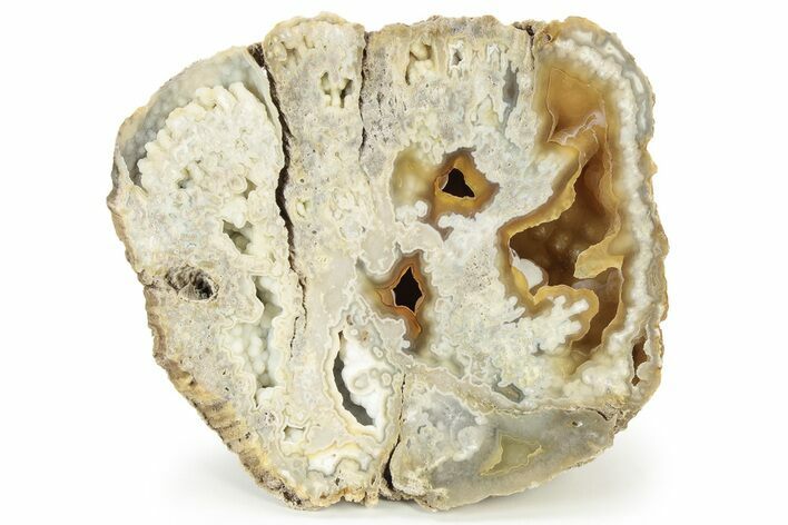 8" Agate Replaced Fossil Coral Head - Florida (#188015) For Sale ...