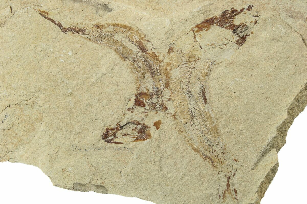 Two Cretaceous Fossil Fish - Lebanon (#238370) For Sale - FossilEra.com