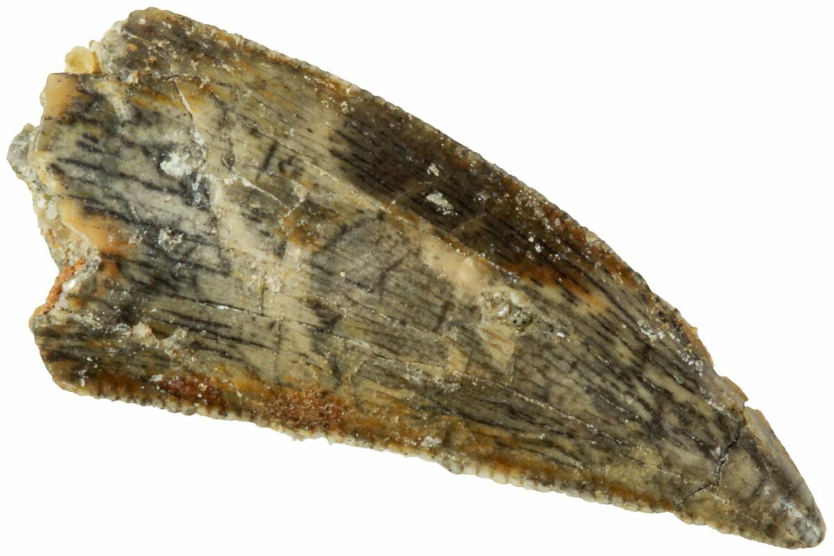 Serrated, .72" Raptor Tooth - Real Dinosaur Tooth (#238649) For Sale ...