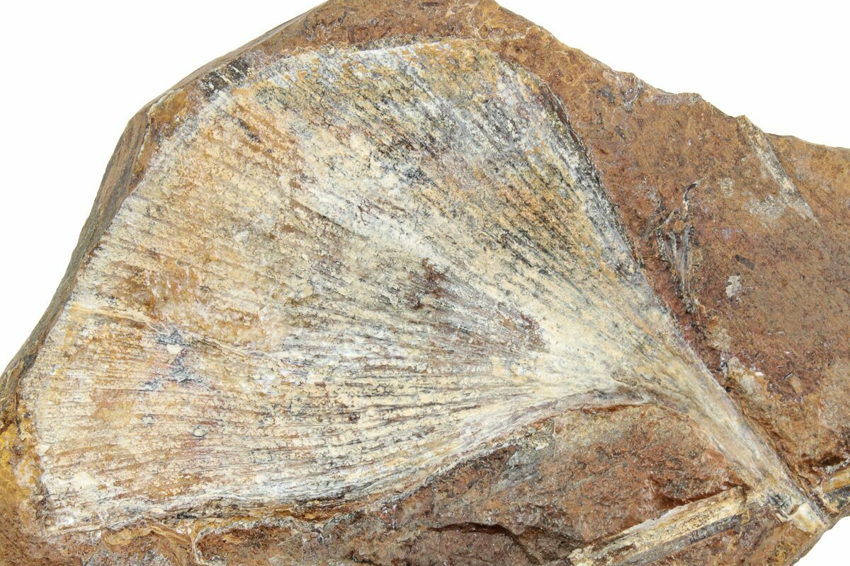 1.9" Fossil Ginkgo Leaf From North Dakota - Paleocene (#238838) For ...