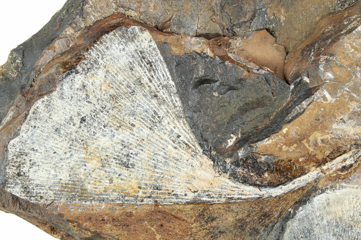 Three Fossil Ginkgo Leaves From North Dakota - Paleocene (#238845) For ...