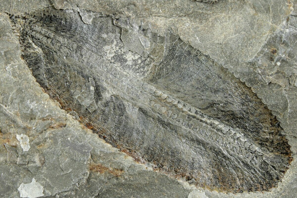 1.4" Ordovician Graptolite (Phyllograptus) - Fillmore Formation, Utah ...