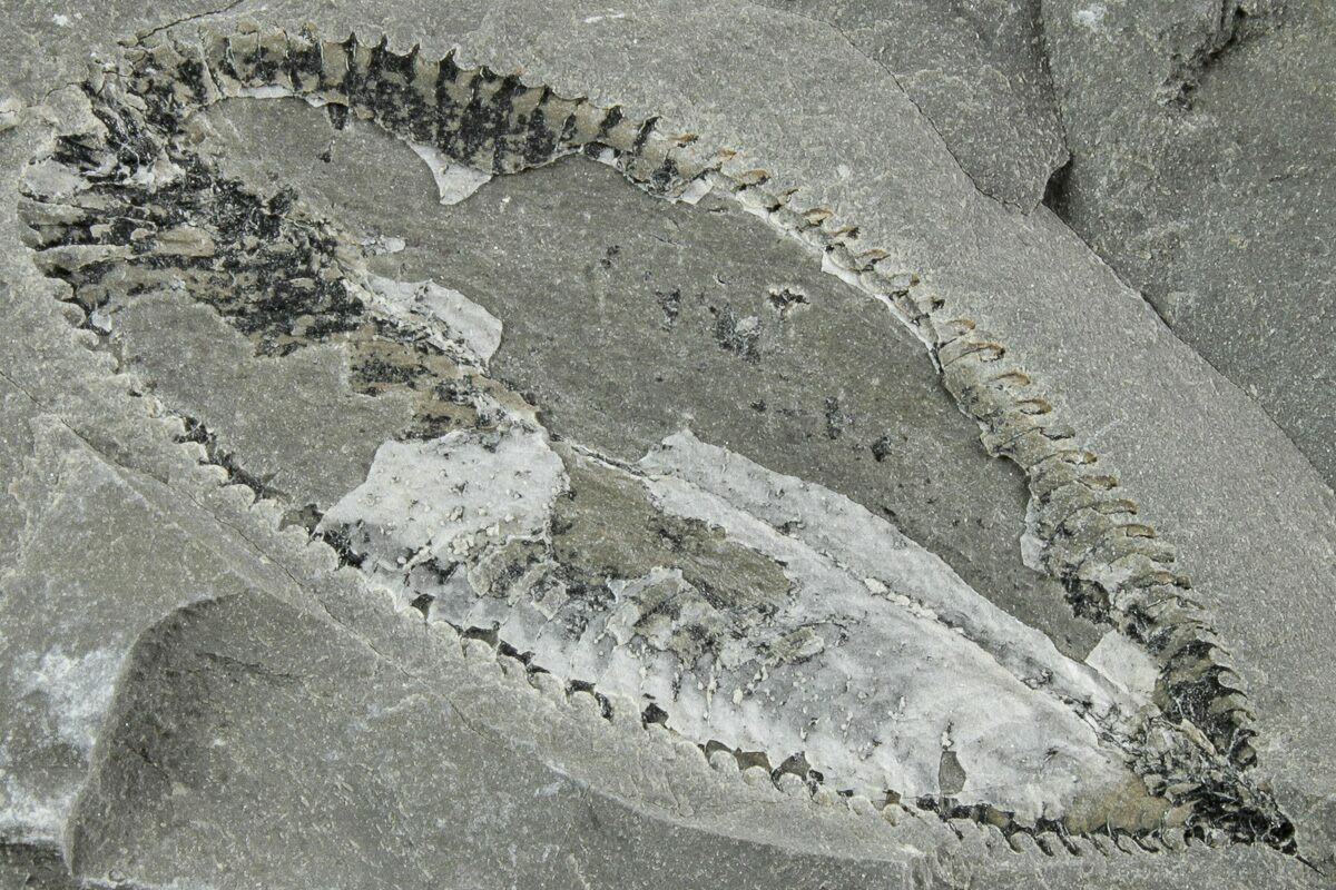 1.3" Ordovician Graptolite (Phyllograptus) - Fillmore Formation, Utah ...