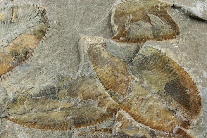 5.2" Plate of Ordovician Graptolite (Phyllograptus) Fossils - Utah ...
