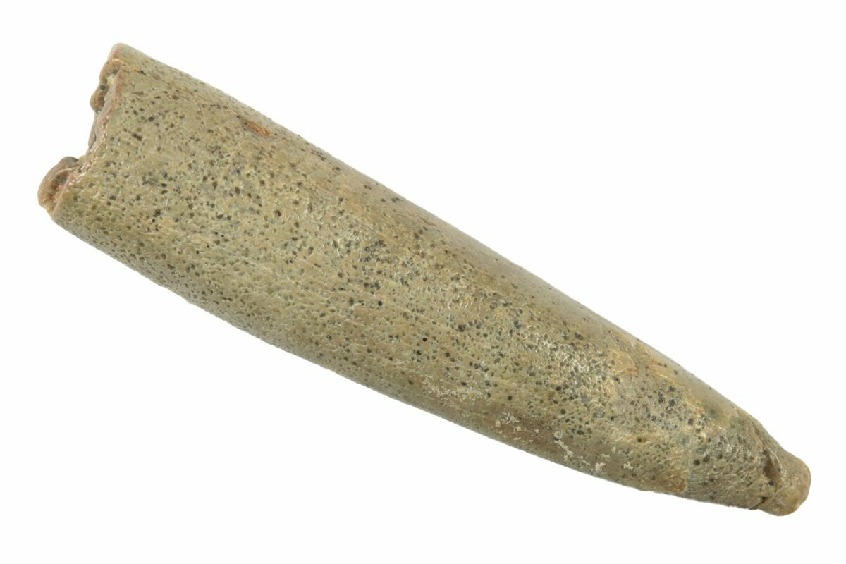 1.19" Fossil Sauropod Dinosaur (Rebbachisaurus) Tooth - Morocco ...