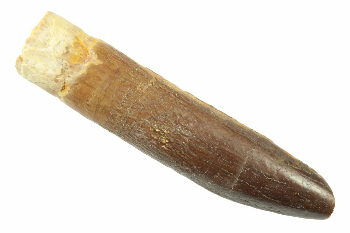 2" Fossil Sauropod Dinosaur (Titanosaur?) Tooth - Morocco (#238738) For ...