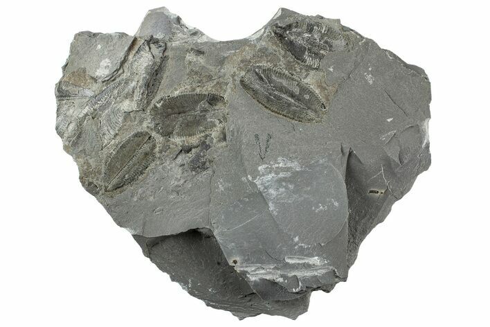 5" Plate of Ordovician Graptolite (Phyllograptus) Fossils - Utah ...