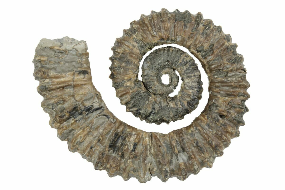 2.9" Aegocrioceras Ammonite - Germany (#139345) For Sale - FossilEra.com