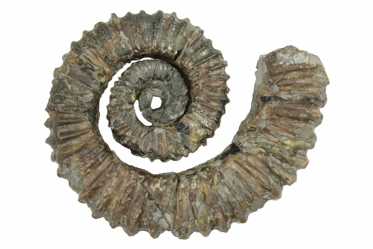 2.9" Aegocrioceras Ammonite - Germany (#139345) For Sale - FossilEra.com