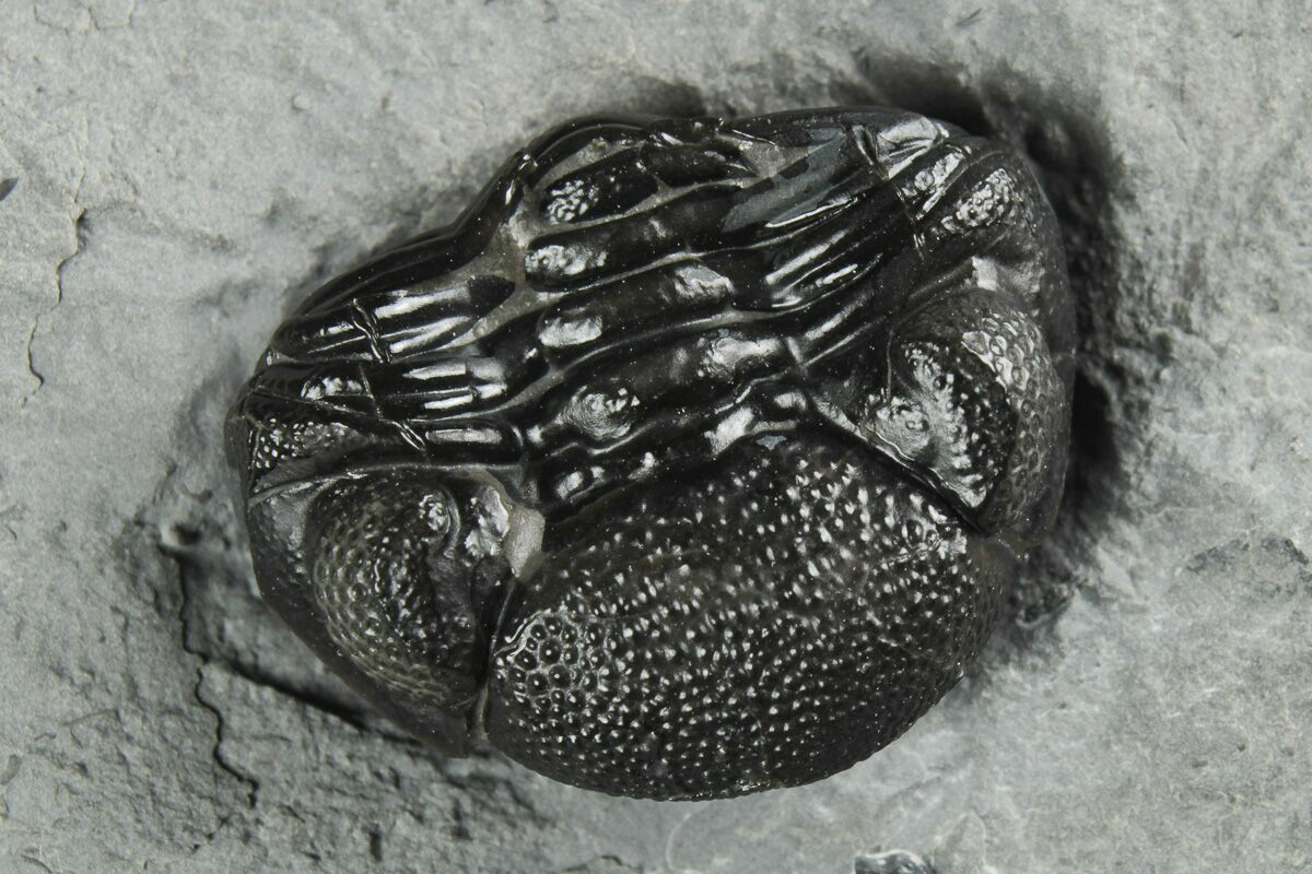 .61" Wide Eldredgeops Trilobite Fossil - Hamburg, New York (#191142 ...
